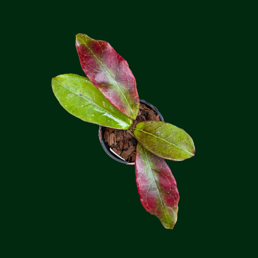Rare Hoyas for Sale | Browse 70+ Rarest Hoya Species – Unsolicited ...