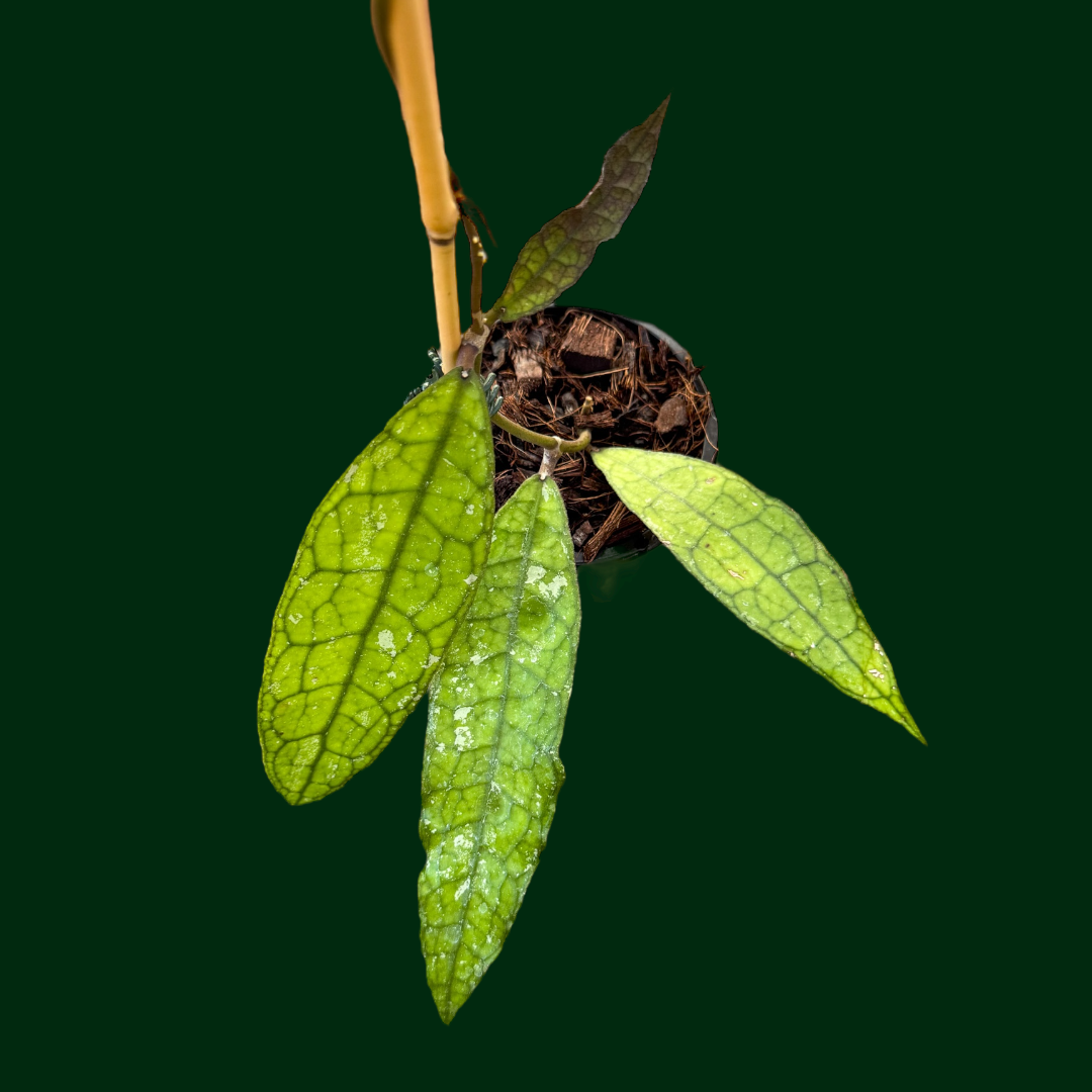 Hoya clemensiorum (skinny, long leaves) – Unsolicited Plant Talks