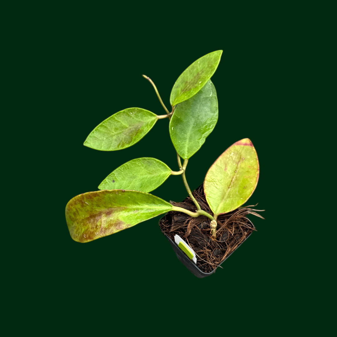 Hoya benchaii – Unsolicited Plant Talks