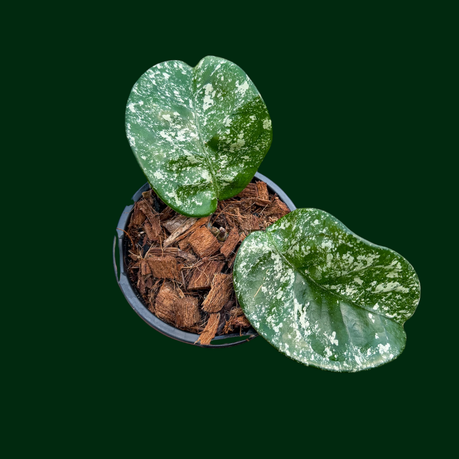 Splash Hoyas for Sale | Discover 80+ Hoya Splash Varieties ...