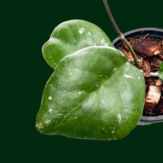 Large Leaf Hoyas for Sale | Discover 40+ Varieties – Unsolicited Plant ...