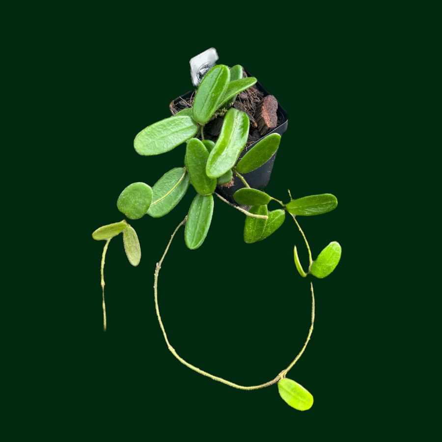 Rare Hoyas for Sale | Browse 70+ Rarest Hoya Species – Unsolicited ...
