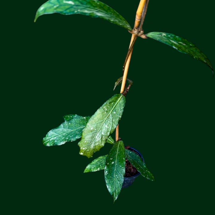 Hoya sp. Sumatra (long leaf) – Unsolicited Plant Talks