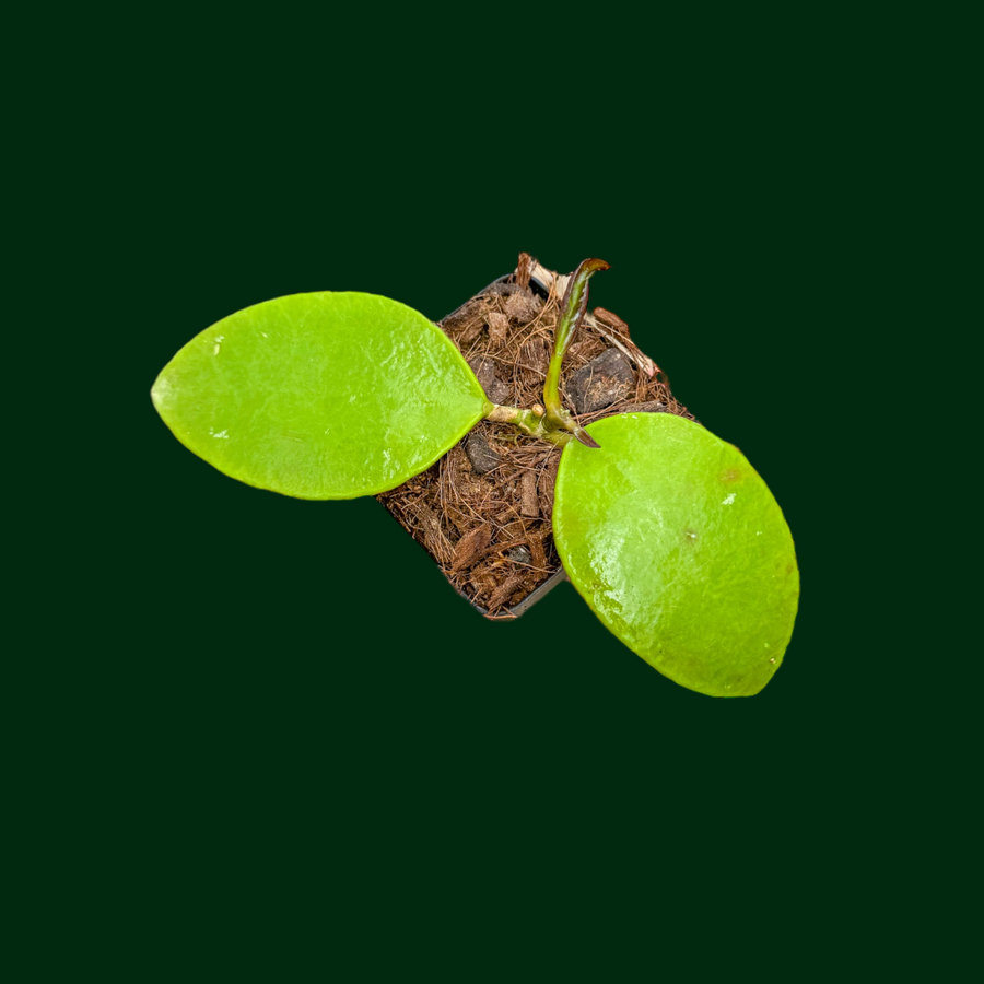 Hoya Plants for Sale | 450+ Hoya Species – Unsolicited Plant Talks