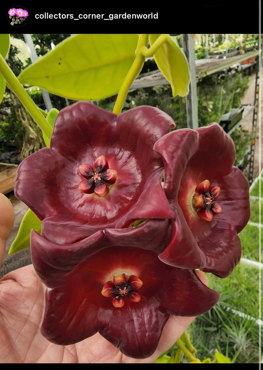 What is a Hoya Plant? A Beginner’s Guide | Unsolicited Plant Talks