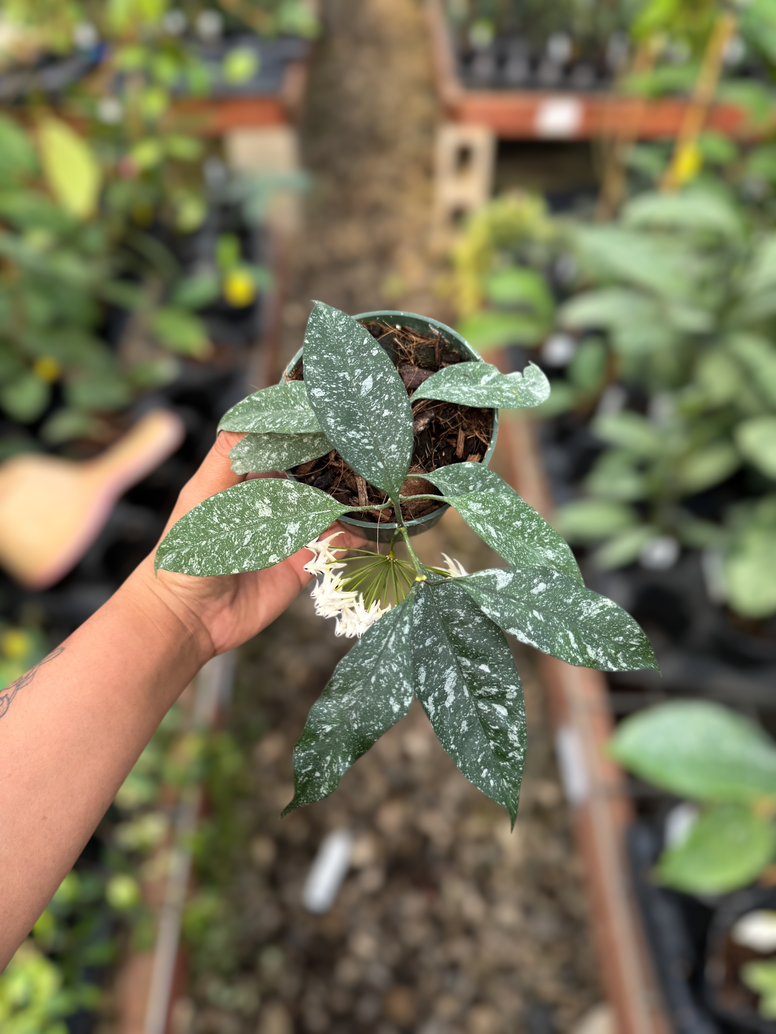 PS0962 - Hoya multiflora (mini, splash) – Unsolicited Plant Talks