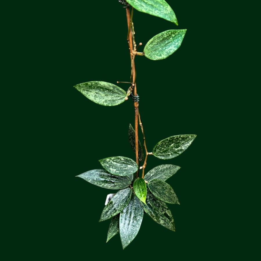 Splash Hoyas for Sale | Discover 80+ Hoya Splash Varieties ...