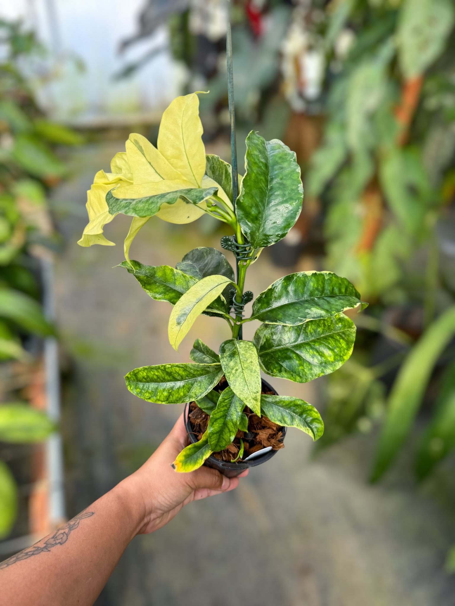 PS0971 - Hoya multiflora (outer variegated) – Unsolicited Plant Talks