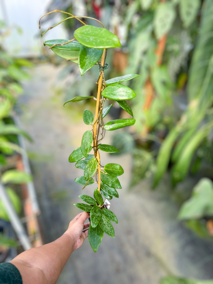 PS0977 - Hoya ‘Rime’ (splash) – Unsolicited Plant Talks