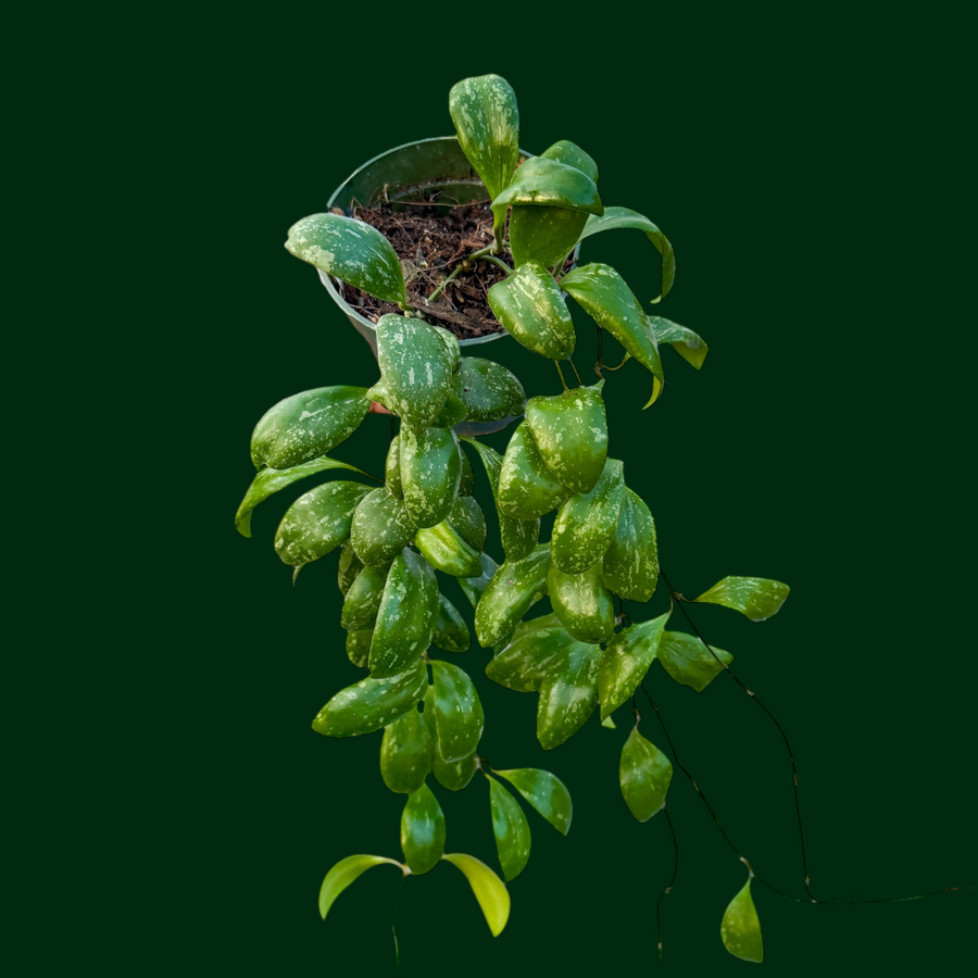 Splash Hoyas for Sale | Discover 80+ Hoya Splash Varieties ...