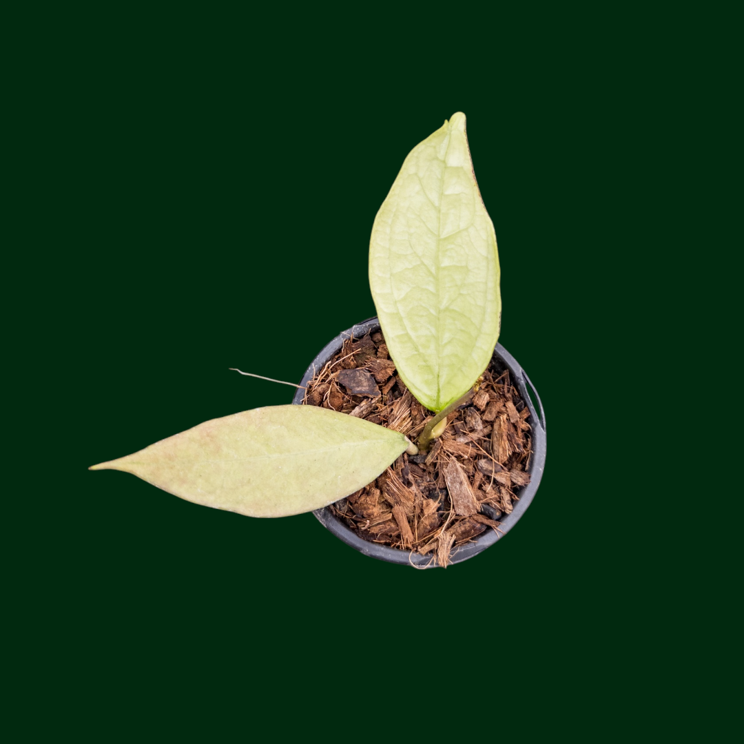 Hoya ‘Germany’ (silver) – Unsolicited Plant Talks