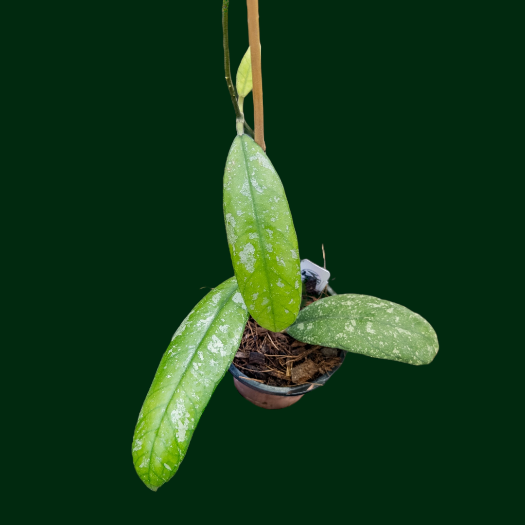 Hoya sp. (Northern Sumatra) – Unsolicited Plant Talks