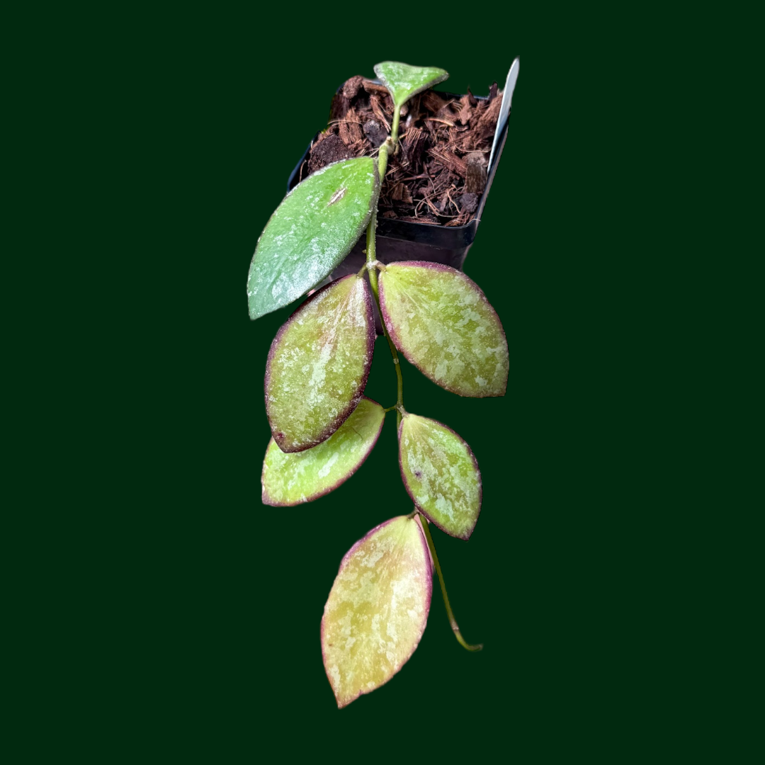 Hoya collina (NOID) – Unsolicited Plant Talks