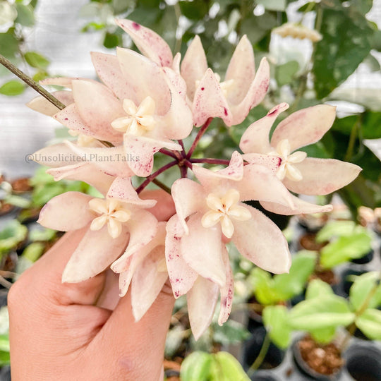 Rare Hoyas for Sale | Browse 70+ Rarest Hoya Species – Unsolicited ...