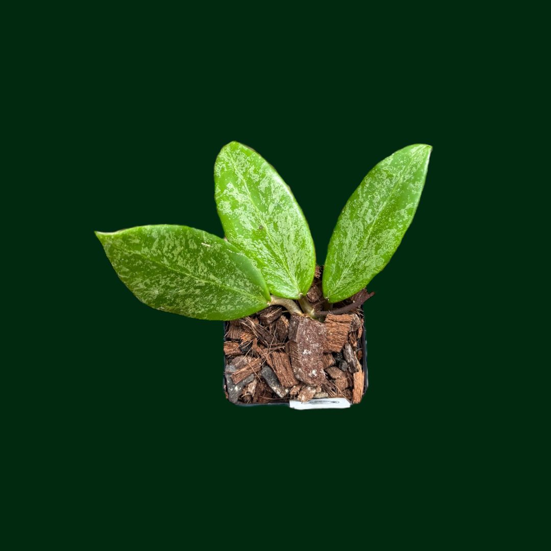 Hoya ‘Rime’ (splash) – Unsolicited Plant Talks