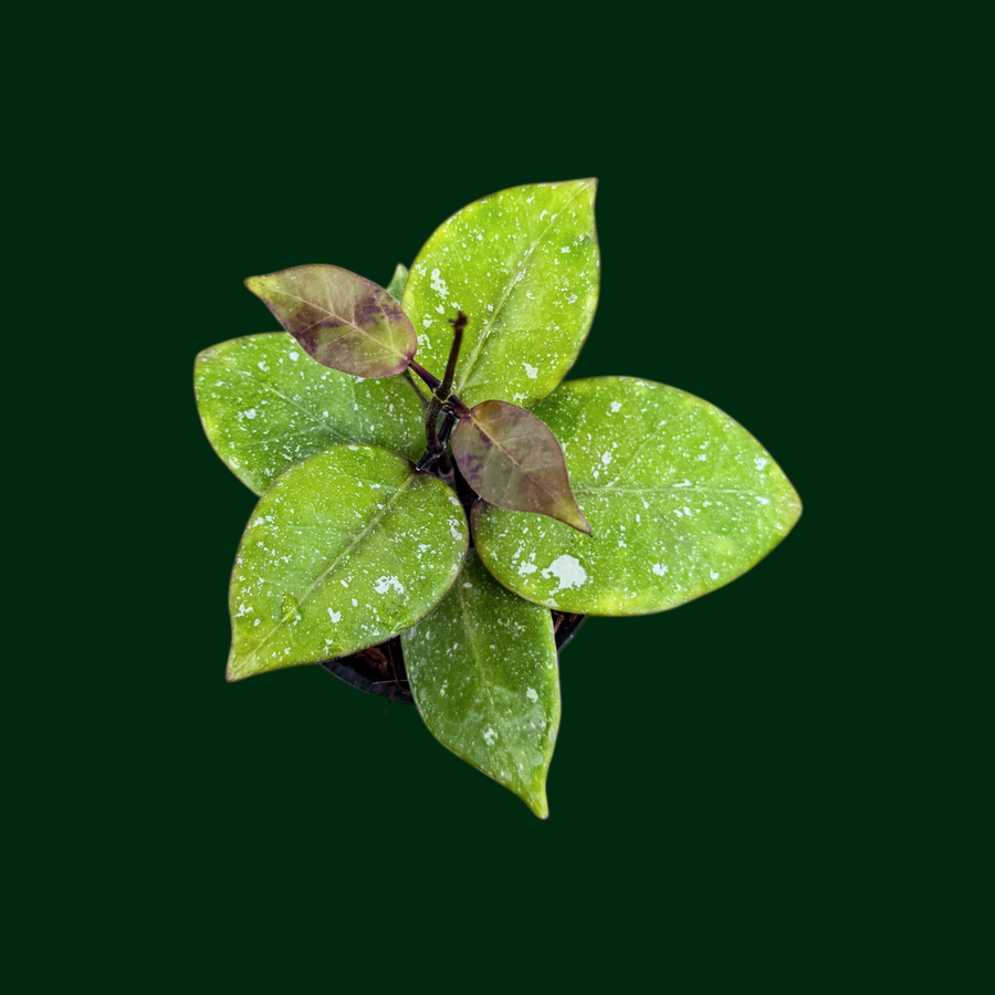 Splash Hoyas for Sale | Discover 80+ Hoya Splash Varieties ...