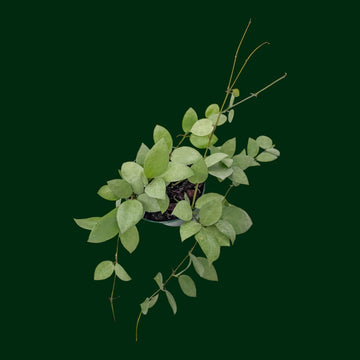 Splash Hoyas for Sale | Discover 80+ Hoya Splash Varieties ...
