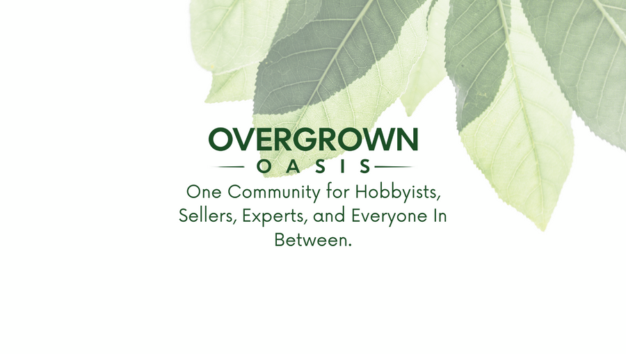 Hoya Nursery and Online Plant Store in California – Unsolicited Plant Talks
