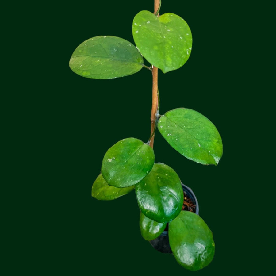 Large Leaf Hoyas for Sale | Discover 40+ Varieties – Unsolicited Plant ...