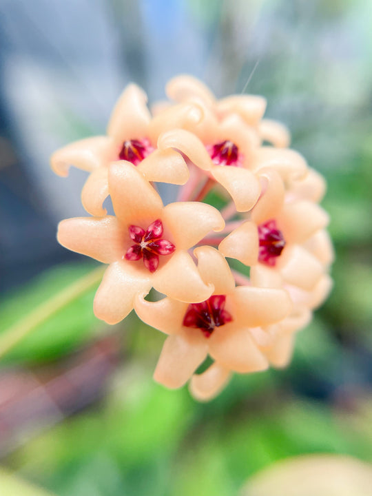 Rare Hoyas for Sale | Browse 70+ Rarest Hoya Species – Unsolicited ...