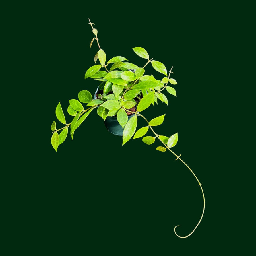 Rare Hoyas for Sale | Browse 70+ Rarest Hoya Species – Unsolicited ...