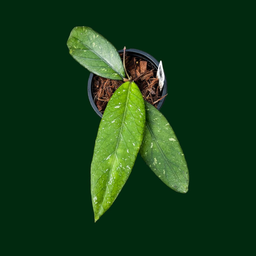 Hoya Plants for Sale | 450+ Hoya Species – Unsolicited Plant Talks