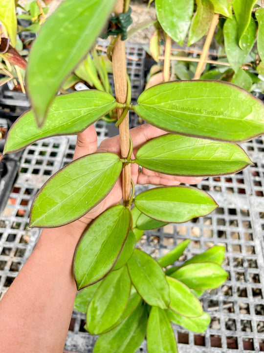 Types of Hoya Plants – Your Guide Through Different Hoya Varieties ...